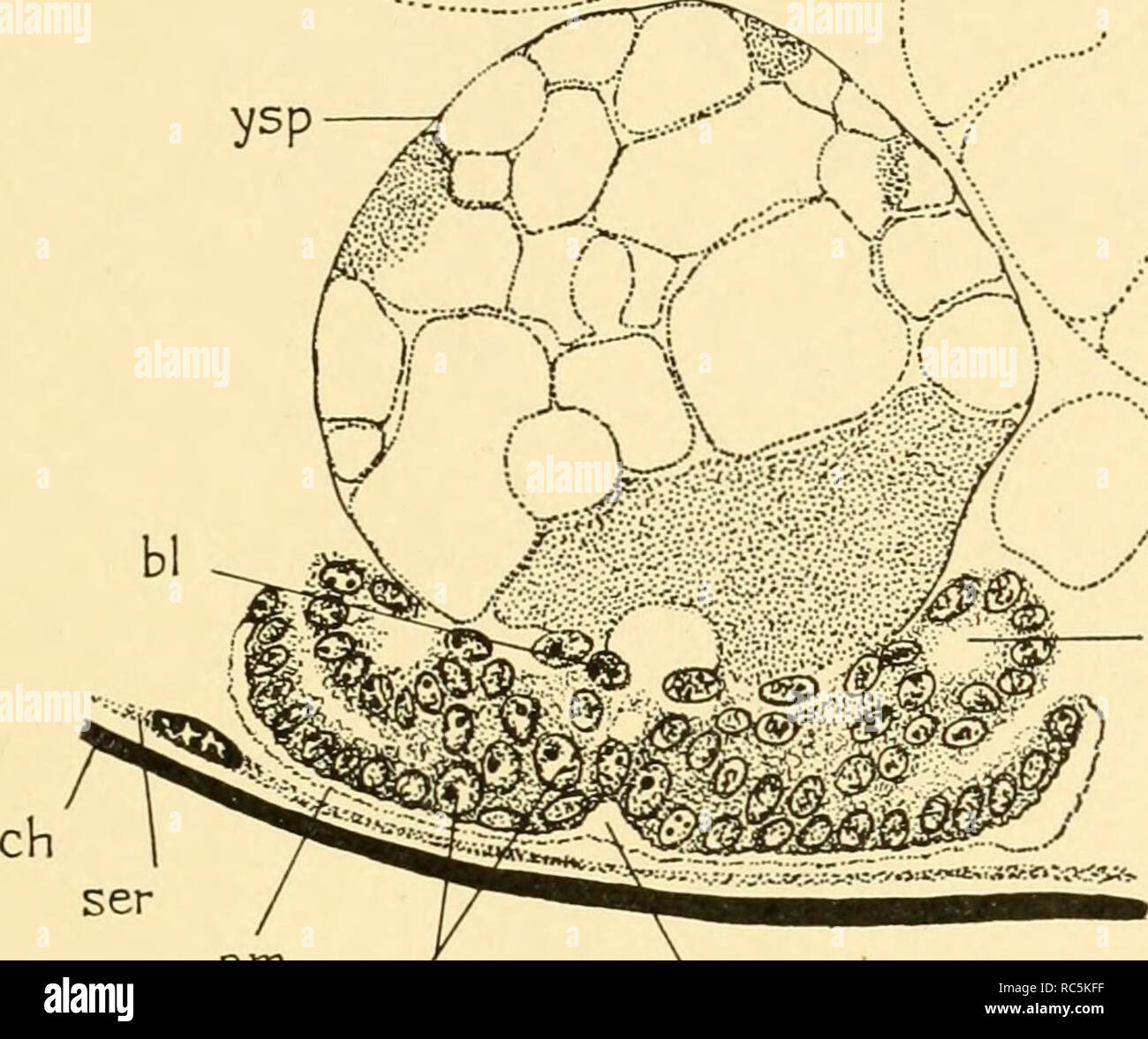 Neuro developmental hi-res stock photography and images - Alamy