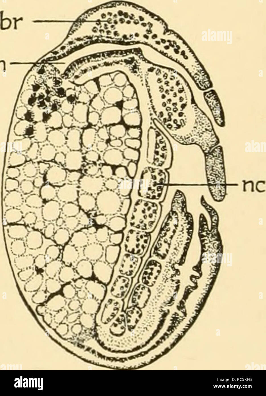 . Embryology of insects and myriapods; the developmental history of ...