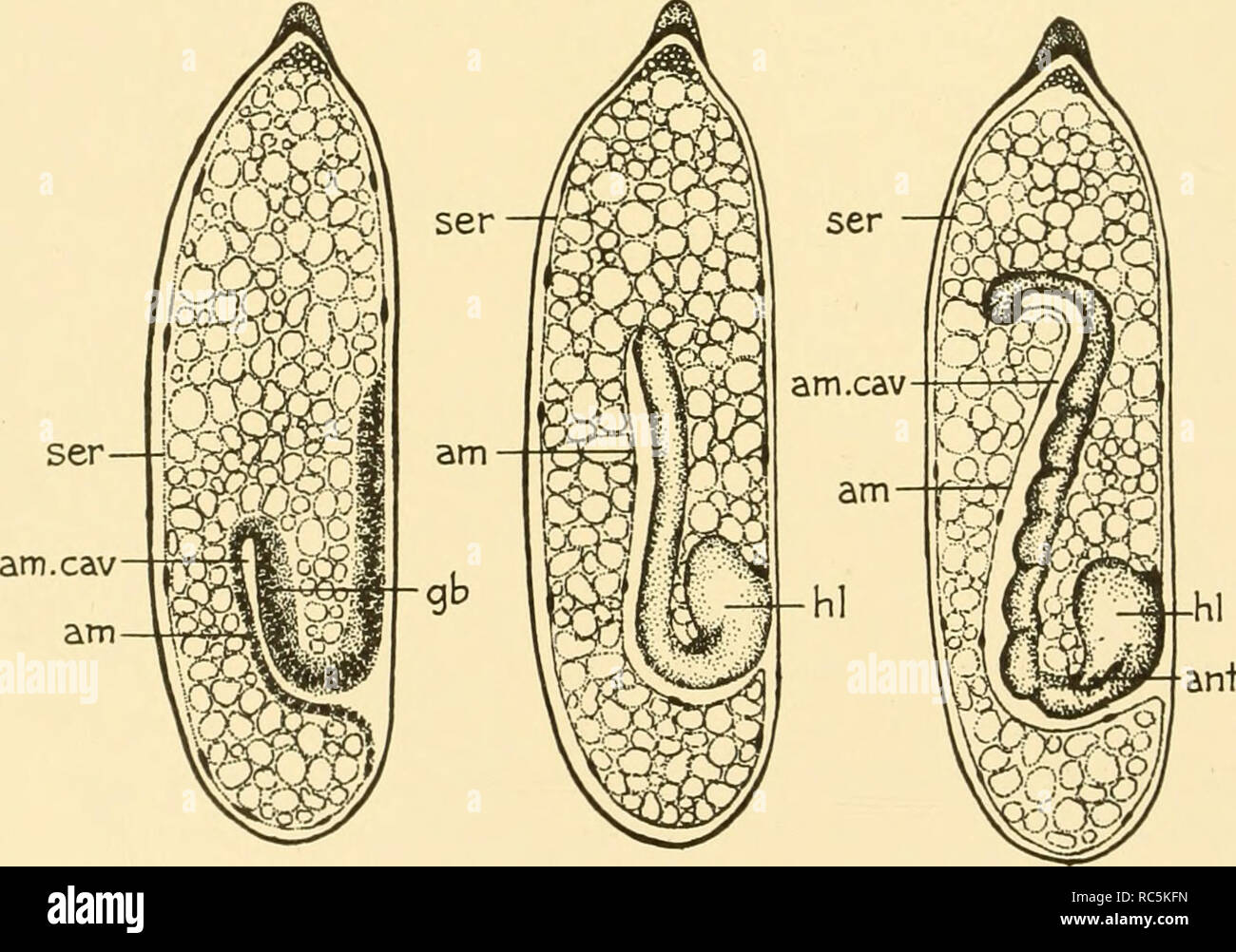 . Embryology of insects and myriapods; the developmental history of ...