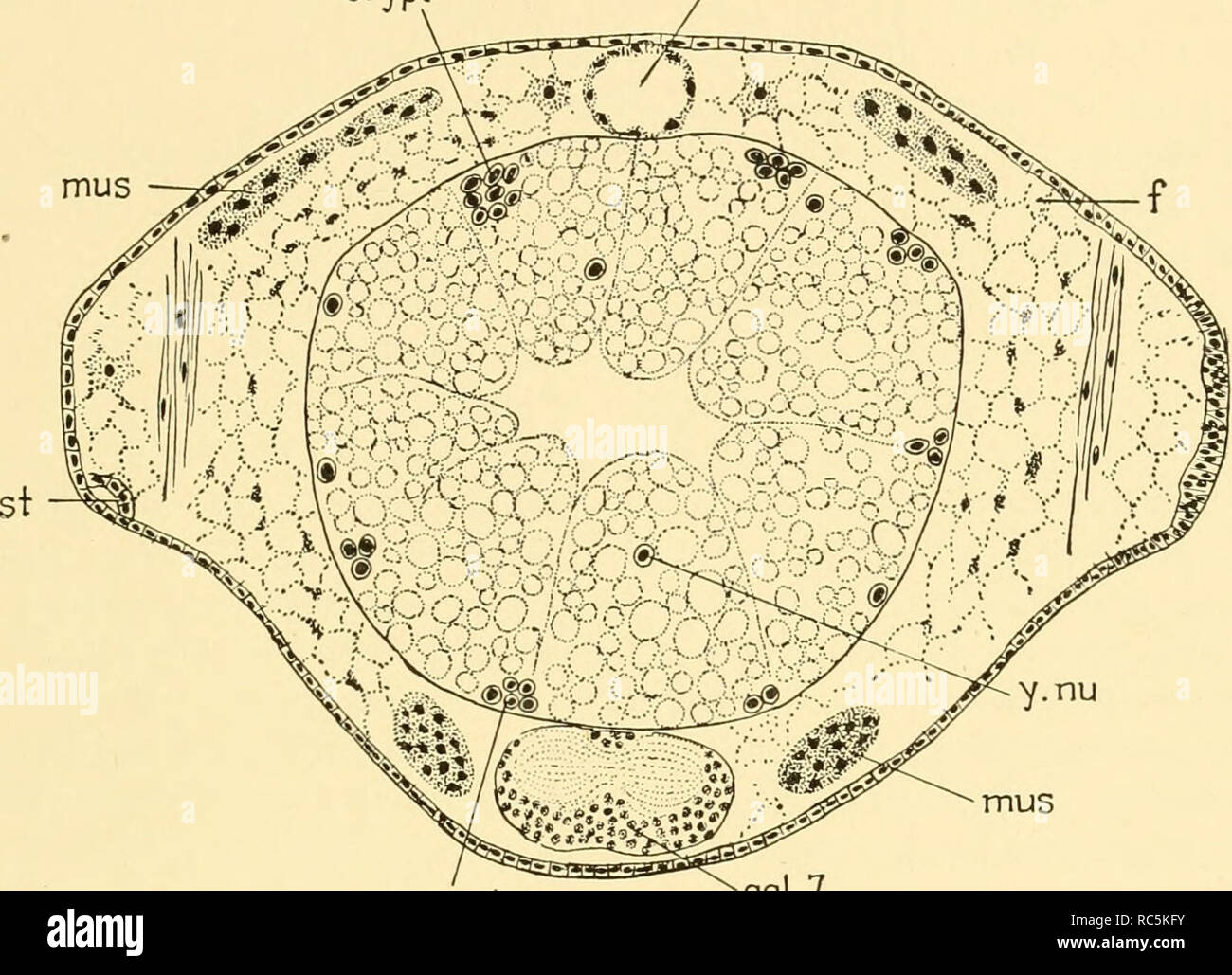 . Embryology of insects and myriapods; the developmental history of ...
