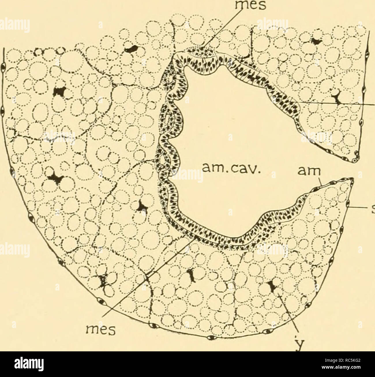 . Embryology of insects and myriapods; the developmental history of ...