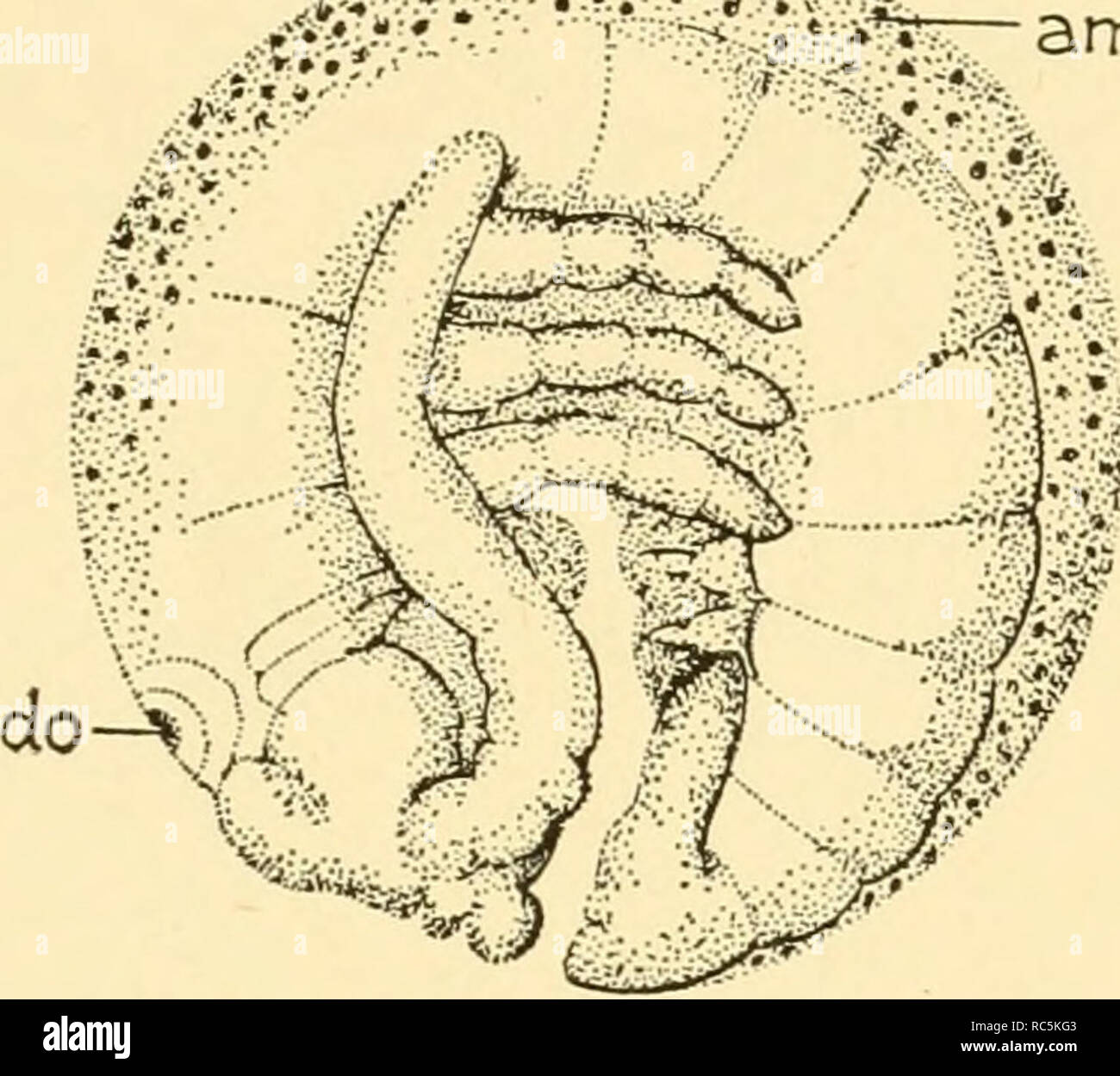 . Embryology of insects and myriapods; the developmental history of ...