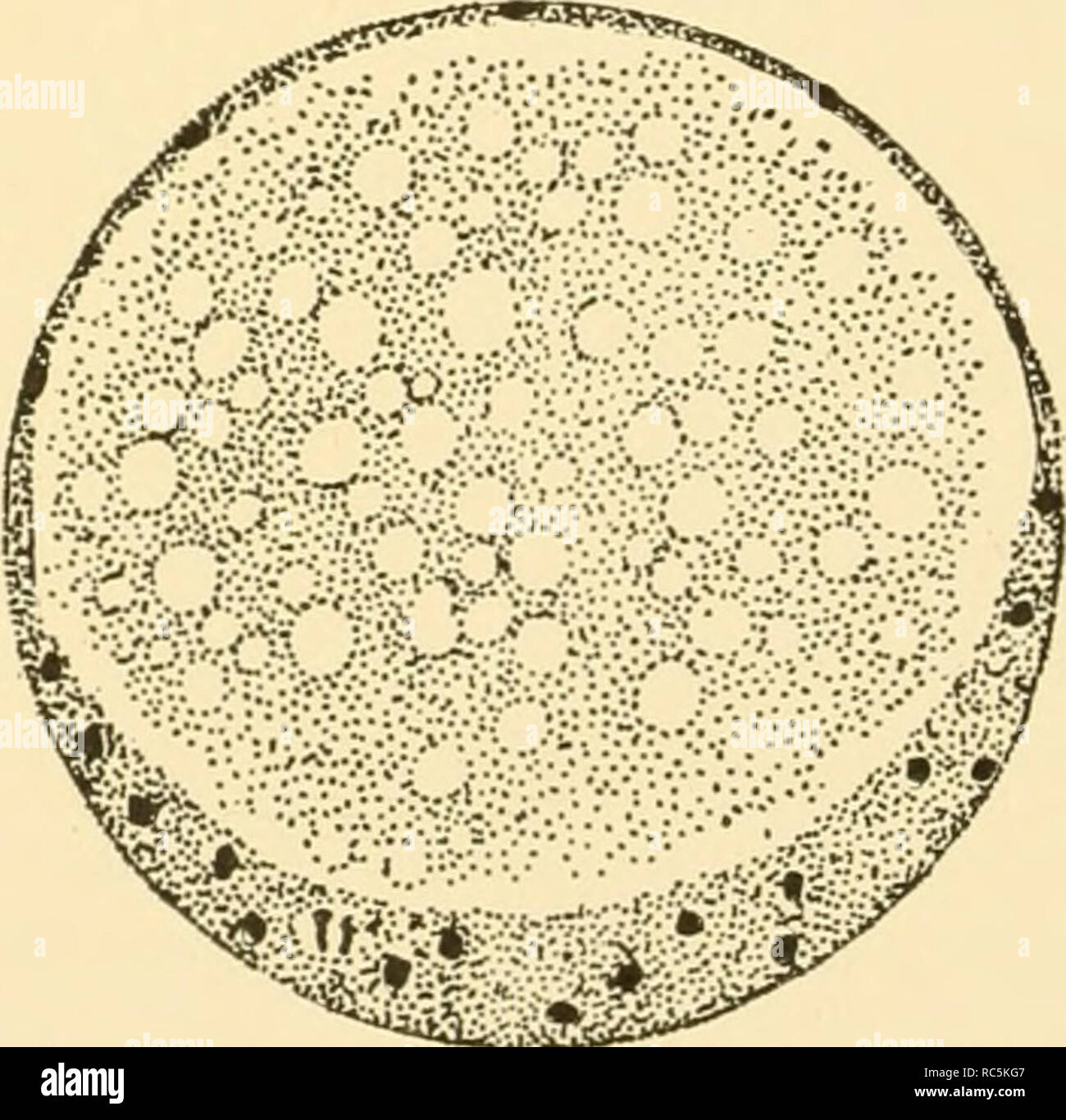 . Embryology of insects and myriapods; the developmental history of ...
