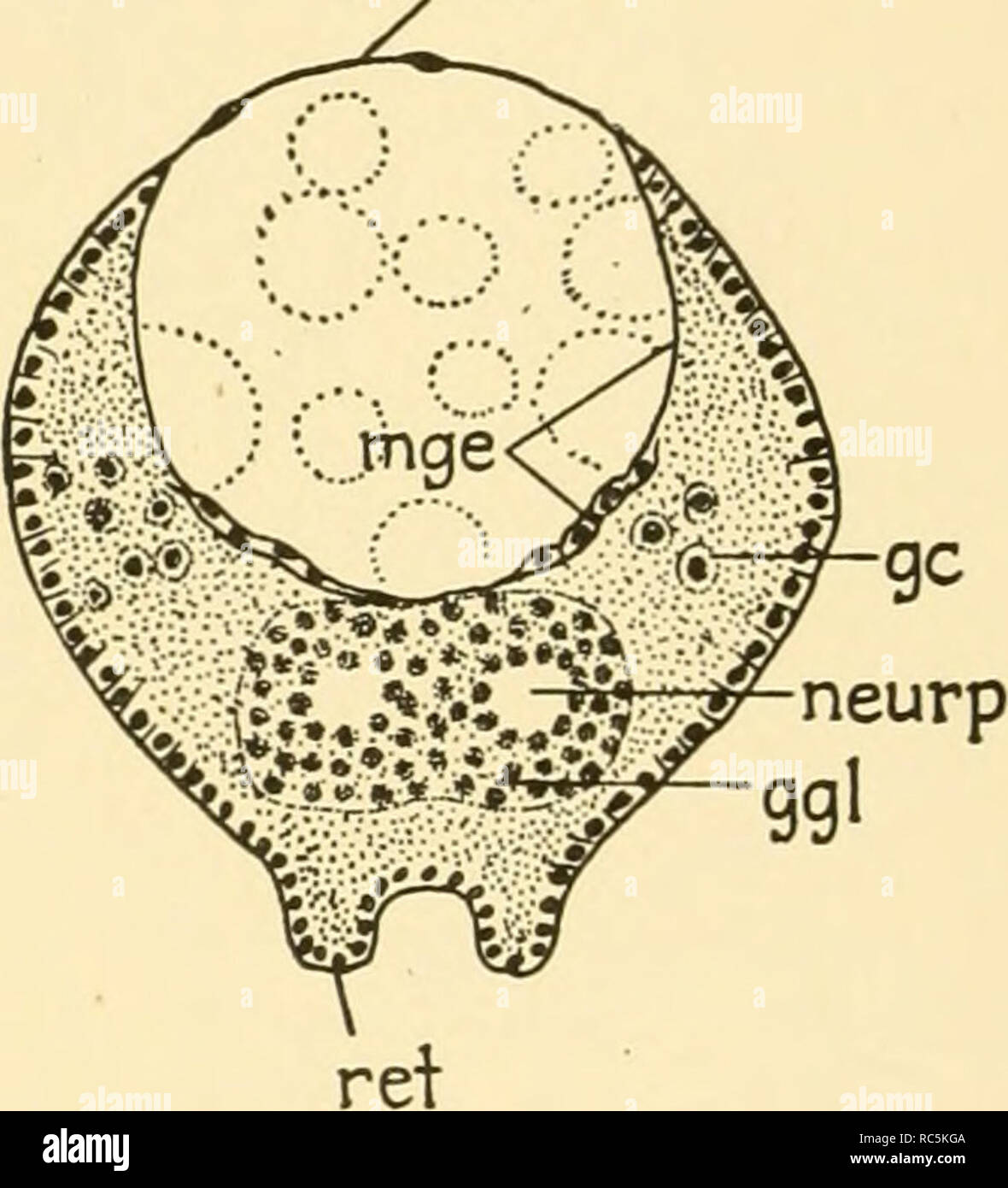 . Embryology of insects and myriapods; the developmental history of ...