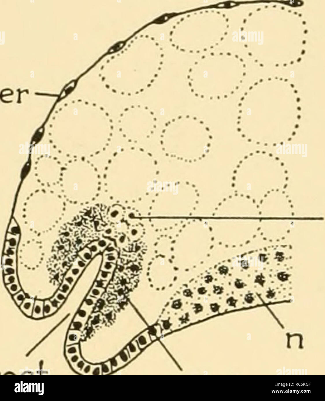 . Embryology of insects and myriapods; the developmental history of ...