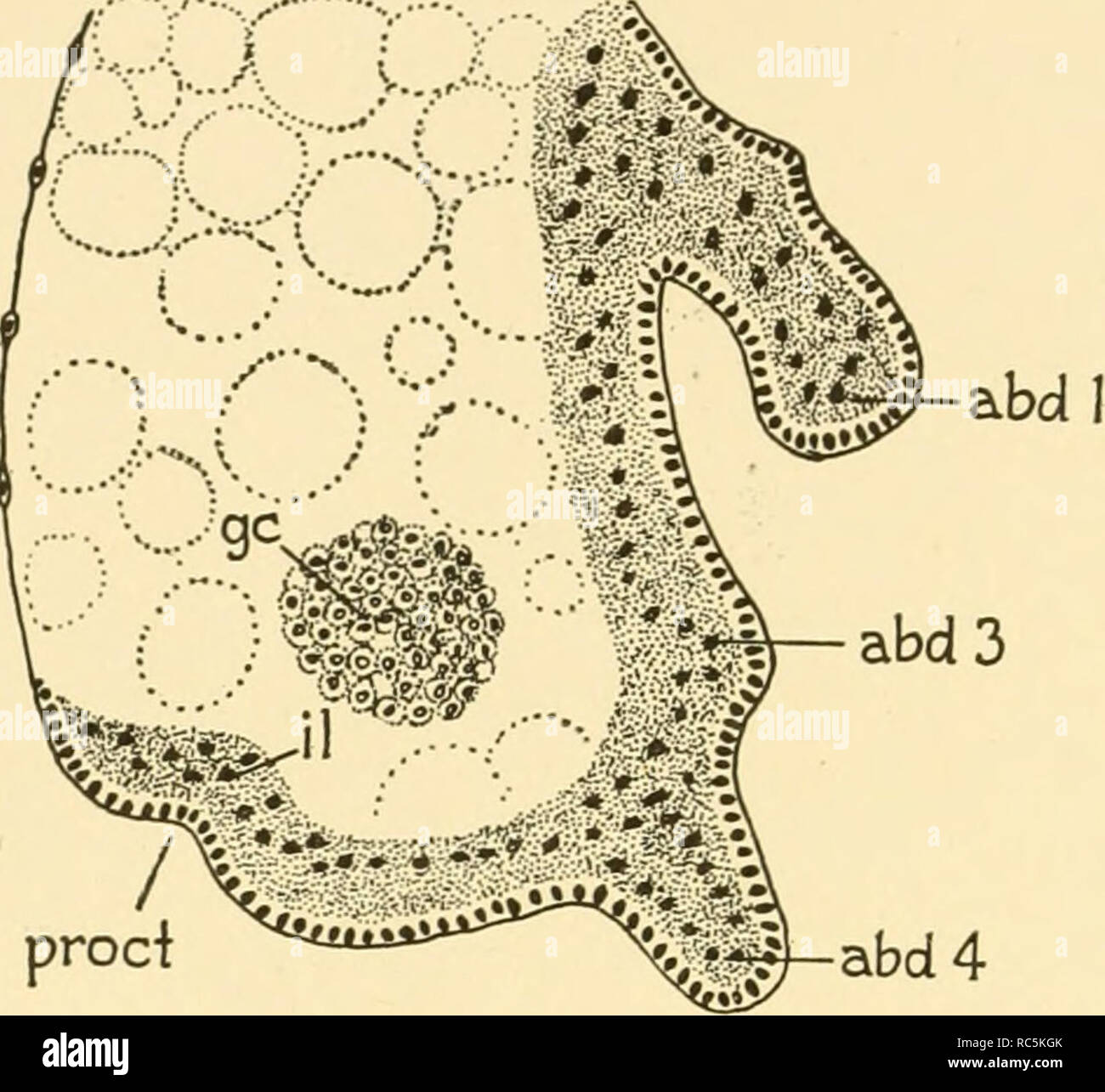 . Embryology of insects and myriapods; the developmental history of ...