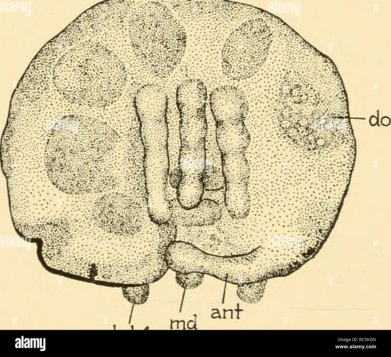 . Embryology of insects and myriapods; the developmental history of ...