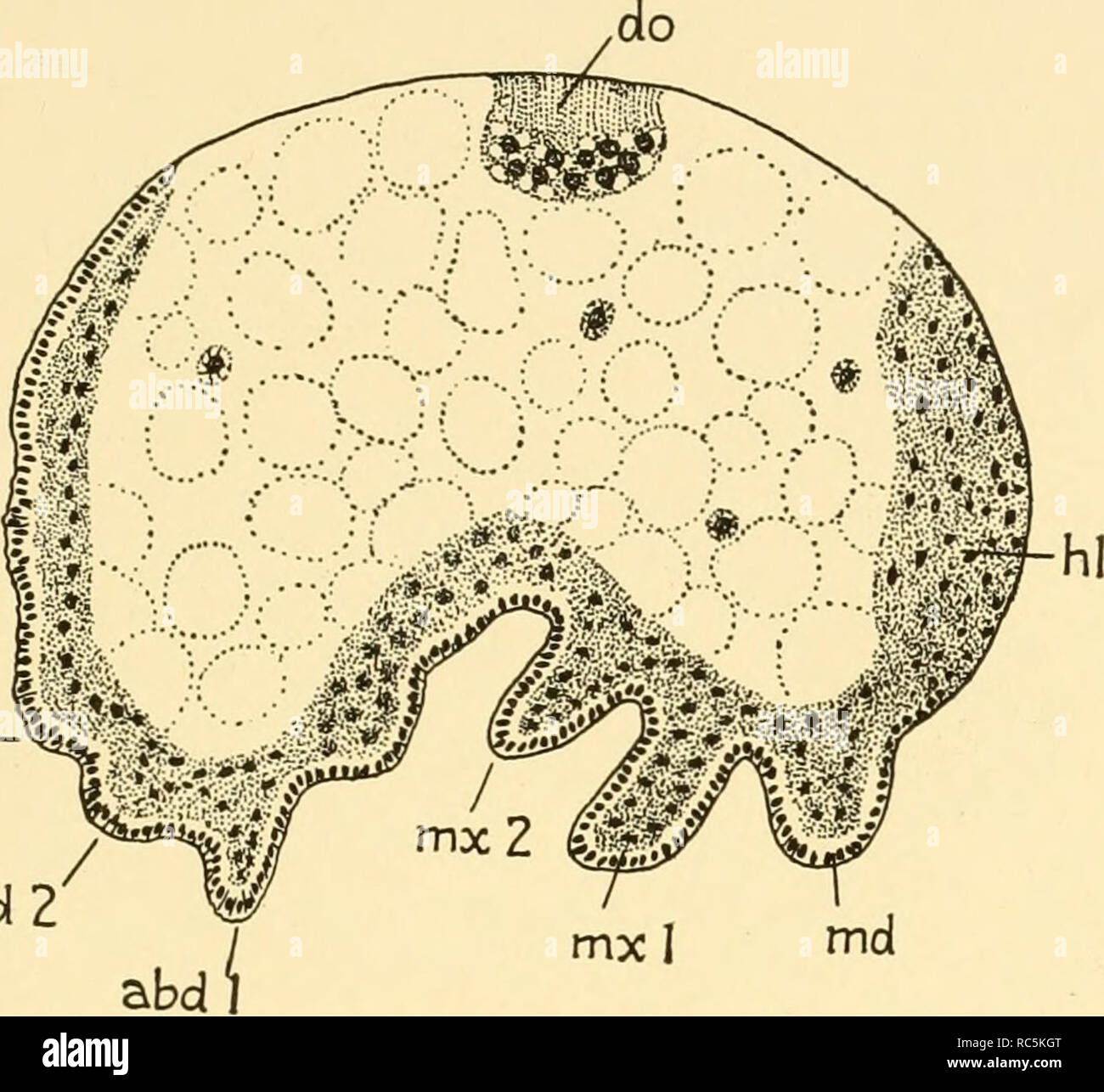 . Embryology of insects and myriapods; the developmental history of ...