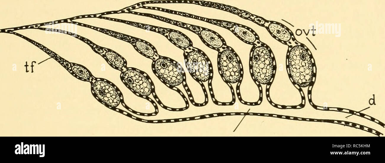. Embryology of insects and myriapods; the developmental history of ...