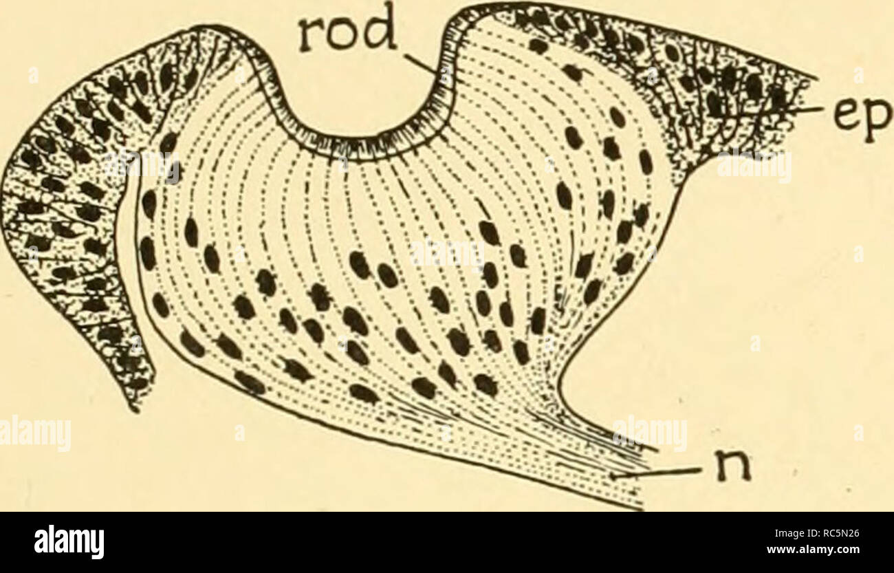 Cuticular lens hi-res stock photography and images - Alamy