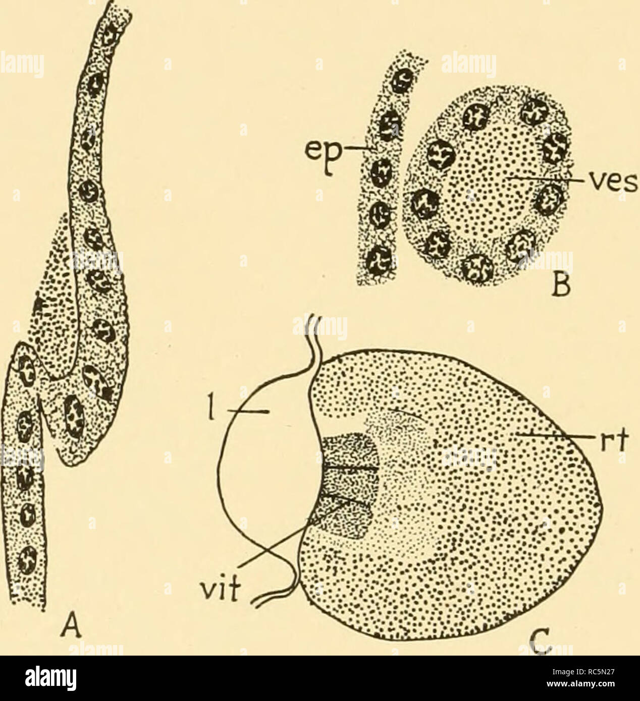 . Embryology of insects and myriapods; the developmental history of ...