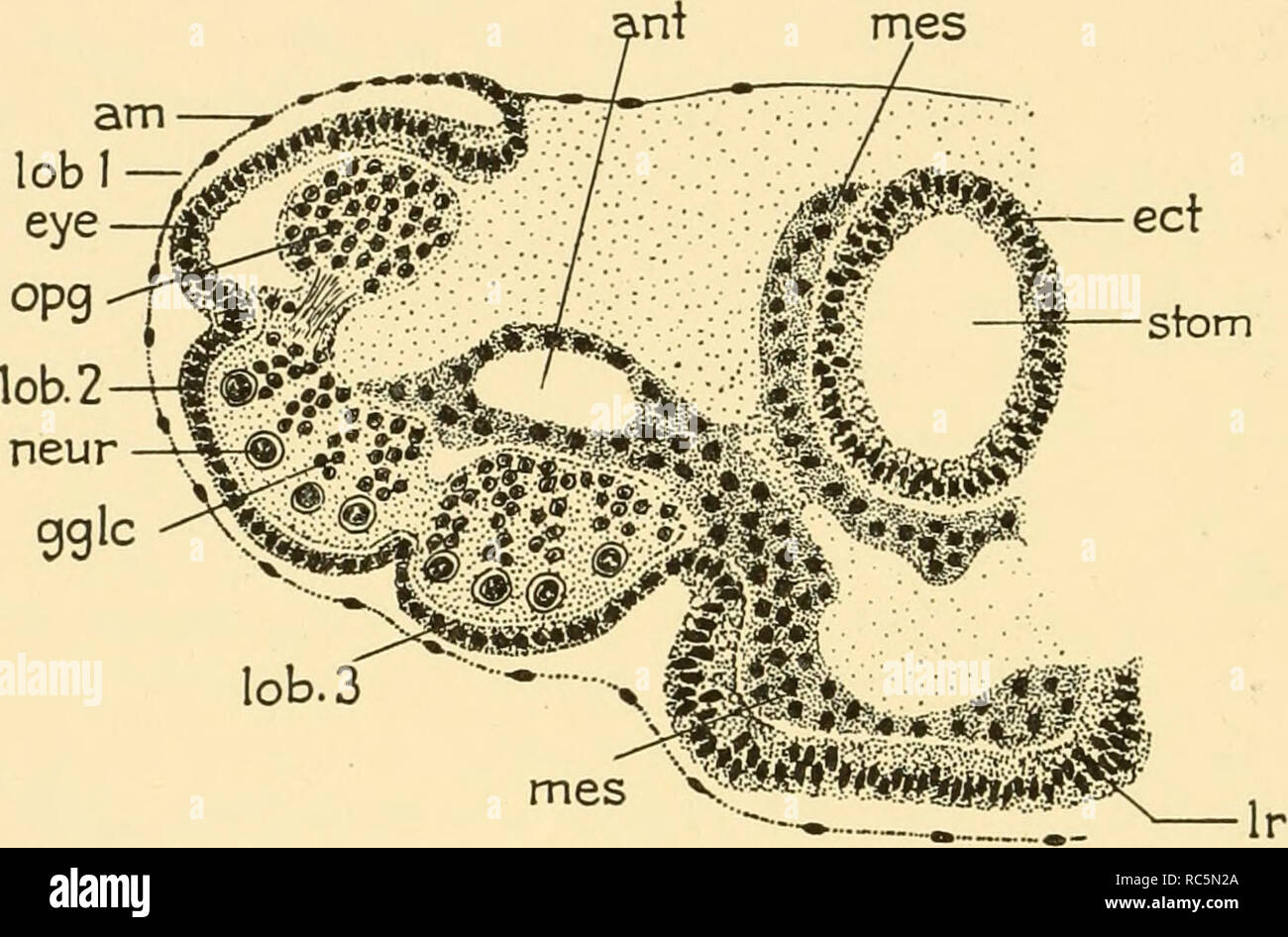 . Embryology of insects and myriapods; the developmental history of ...