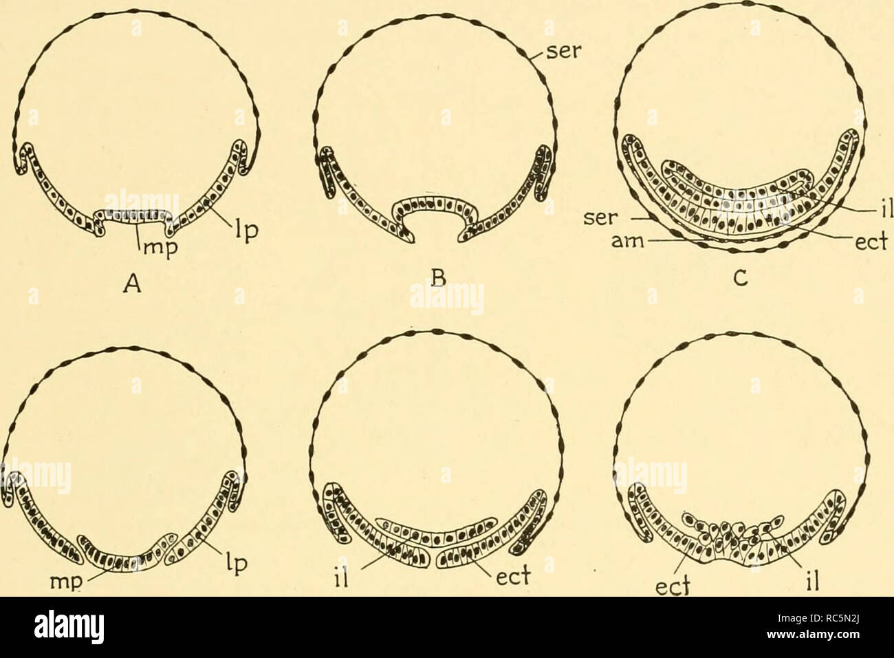 . Embryology of insects and myriapods; the developmental history of ...