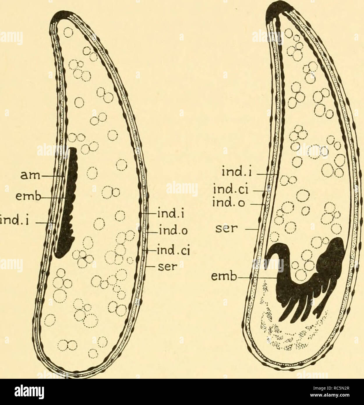 . Embryology of insects and myriapods; the developmental history of ...