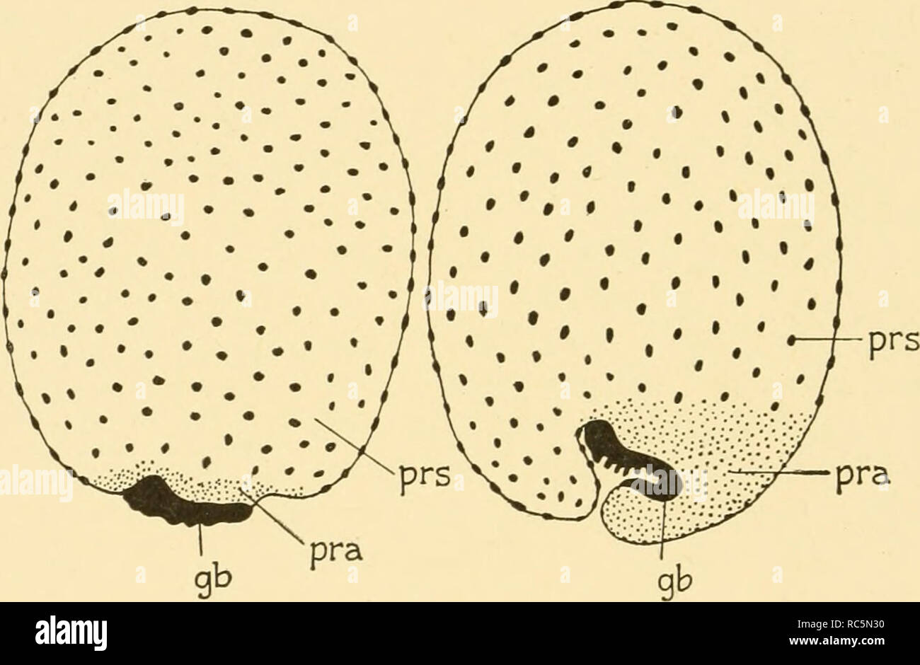 Cephalic disk hi-res stock photography and images - Alamy