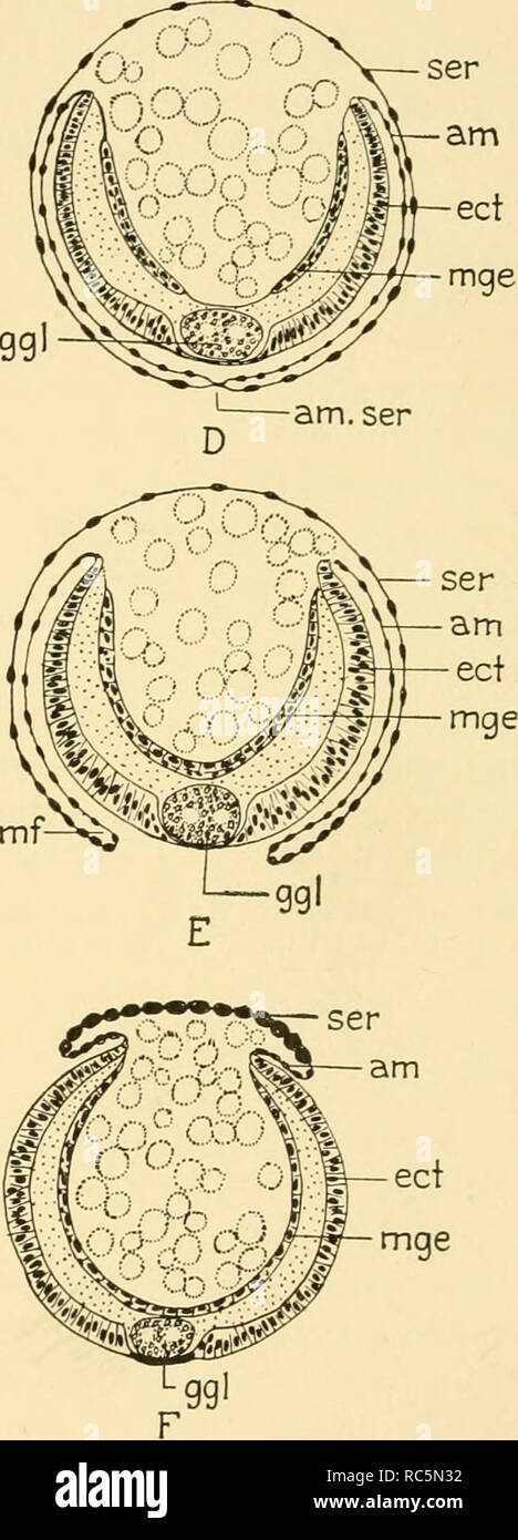 Amniotic egg development hi-res stock photography and images - Alamy