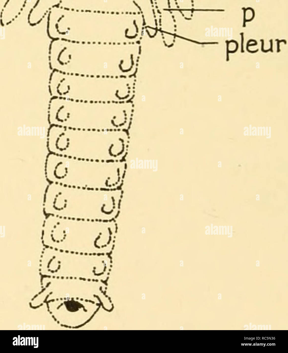 . Embryology of insects and myriapods; the developmental history of ...