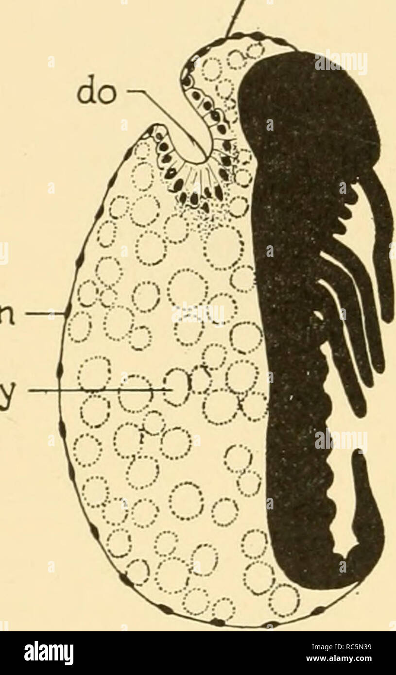 . Embryology of insects and myriapods; the developmental history of ...