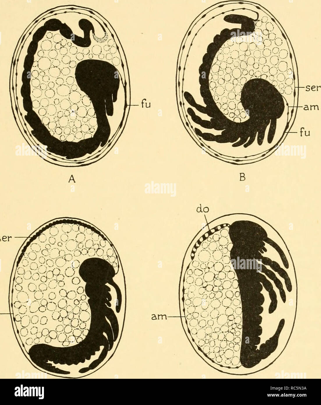 . Embryology of insects and myriapods; the developmental history of ...