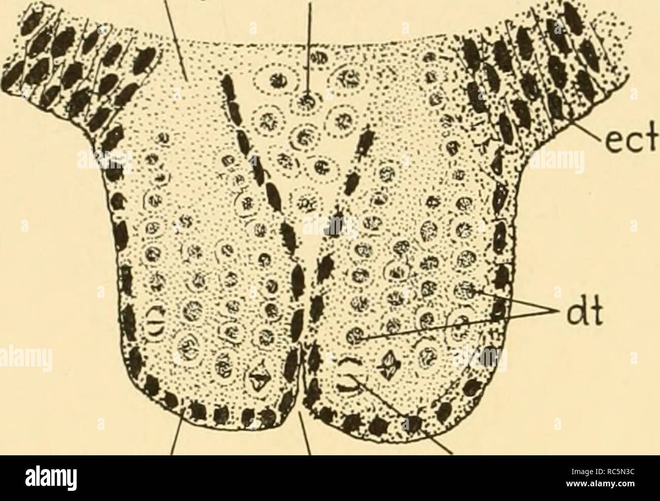 Neuroblast hi-res stock photography and images - Alamy