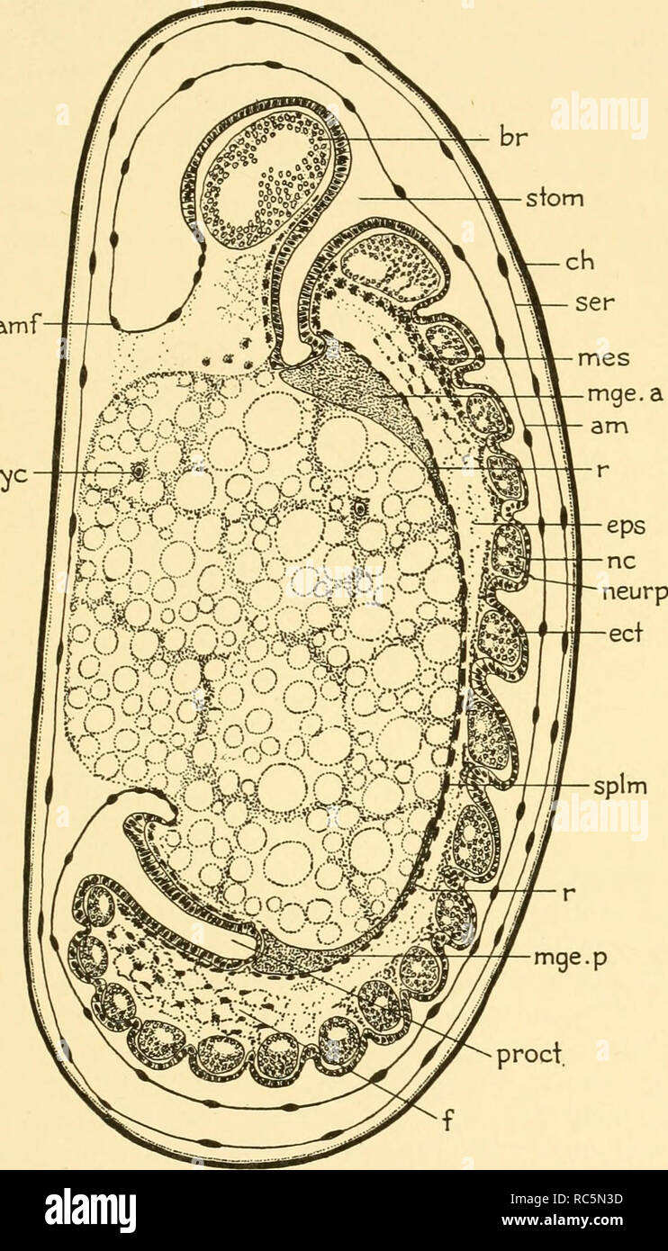 . Embryology of insects and myriapods; the developmental history of ...