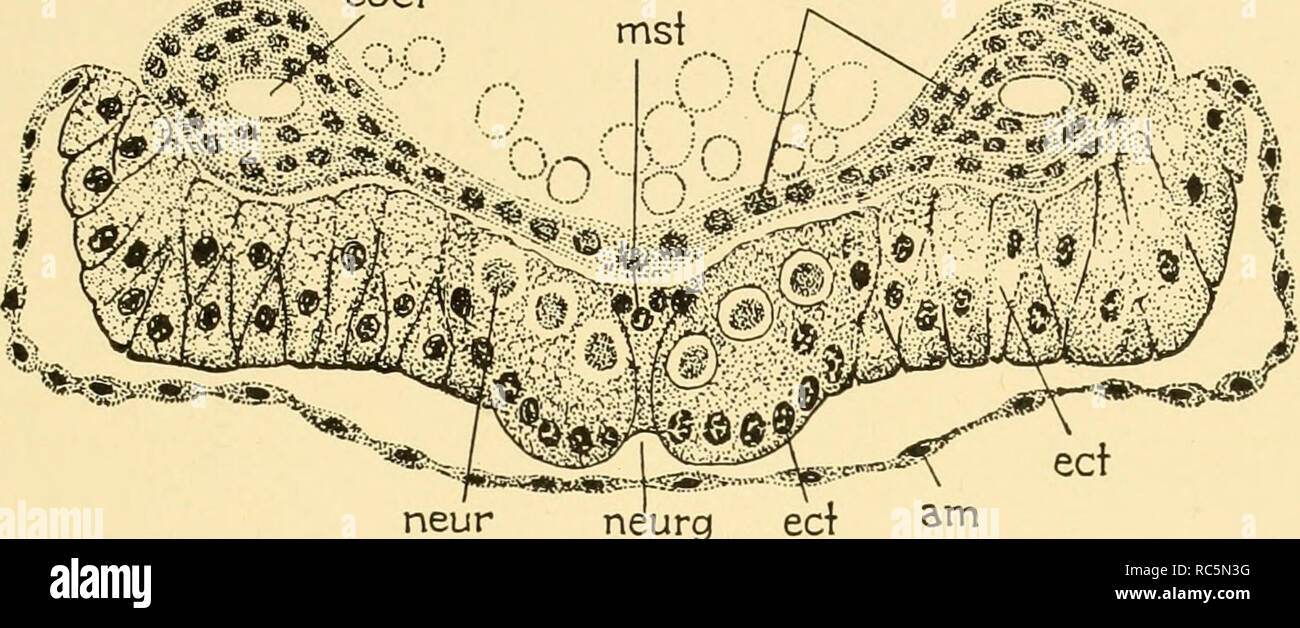 . Embryology of insects and myriapods; the developmental history of ...