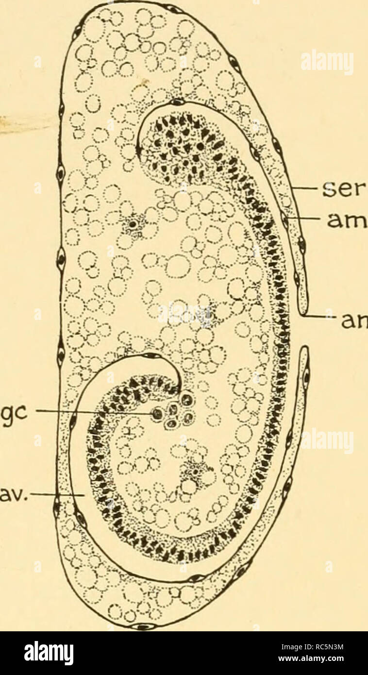 . Embryology of insects and myriapods; the developmental history of ...