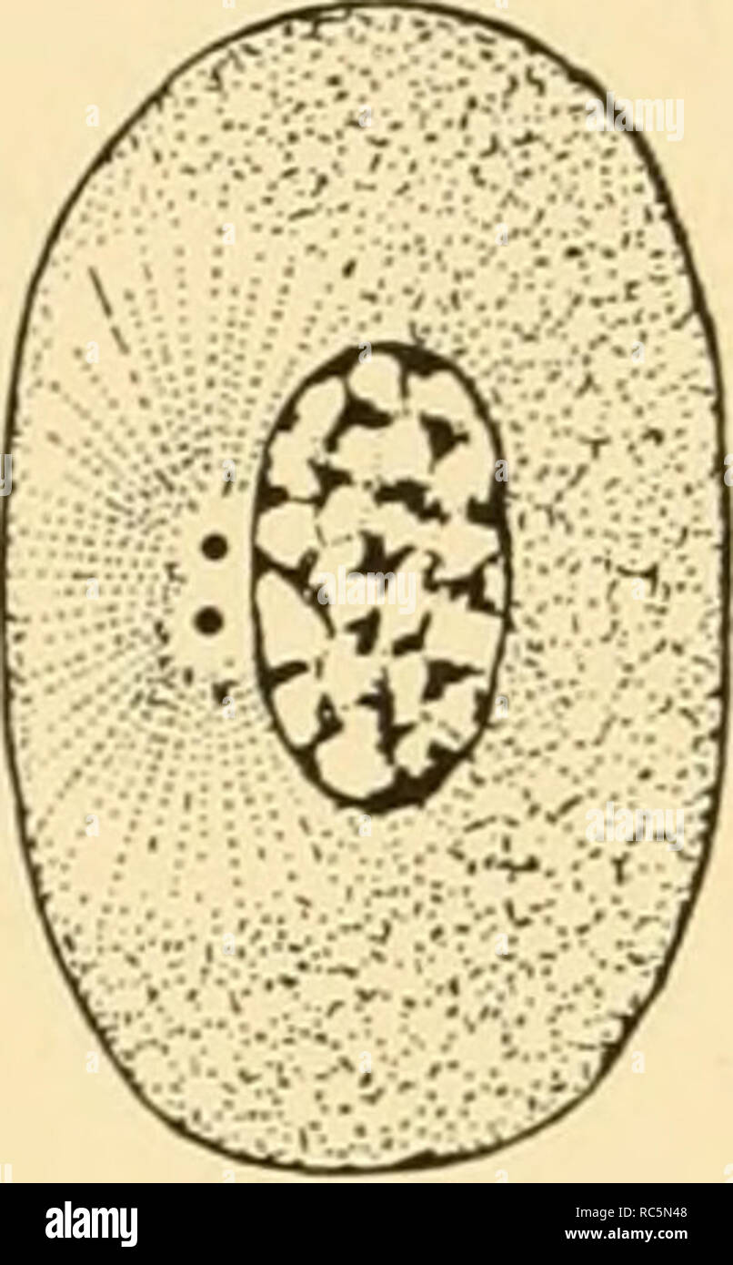 Processes of mitosis hi-res stock photography and images - Alamy