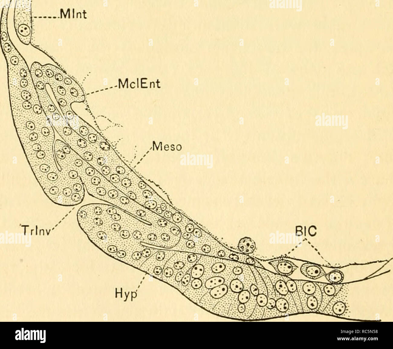 . The embryology of the honey bee. Honeybee; Bees. MC Fig. yy ...