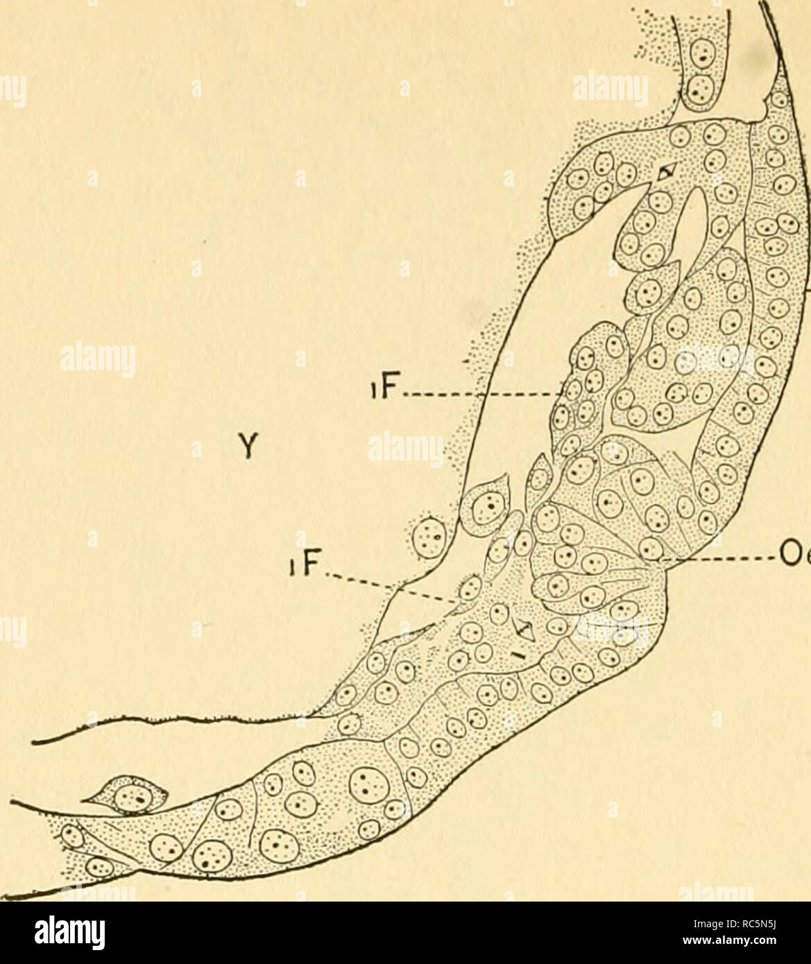 . The embryology of the honey bee. Honeybee; Bees. 186 THE EMBRYOLOGY ...