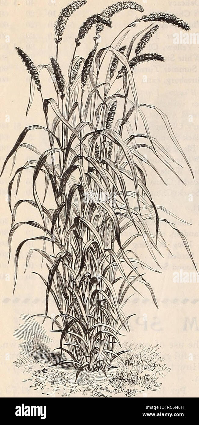 Hungarian millets hi-res stock photography and images - Alamy