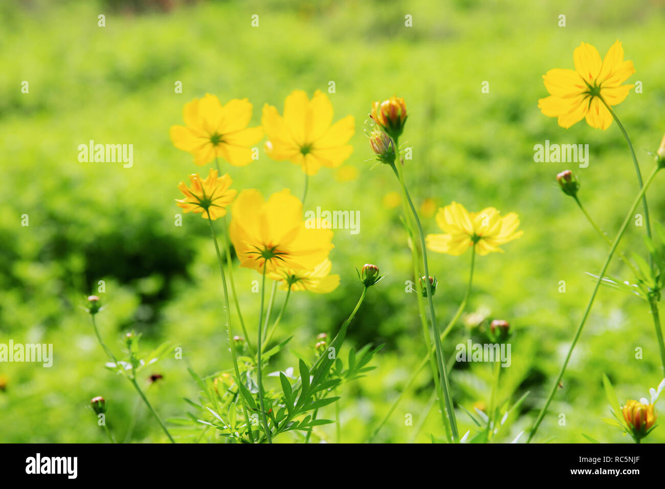 Yellow cosmos in garden with the sunlight Stock Photo - Alamy
