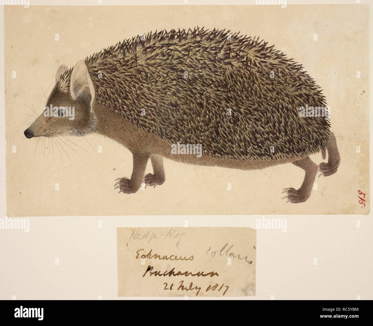 Hedgehog drawing hi-res stock photography and images - Alamy