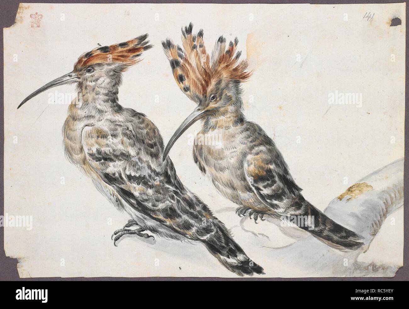 Two birds. Drawings of birds. First half of the 18th century. Source ...