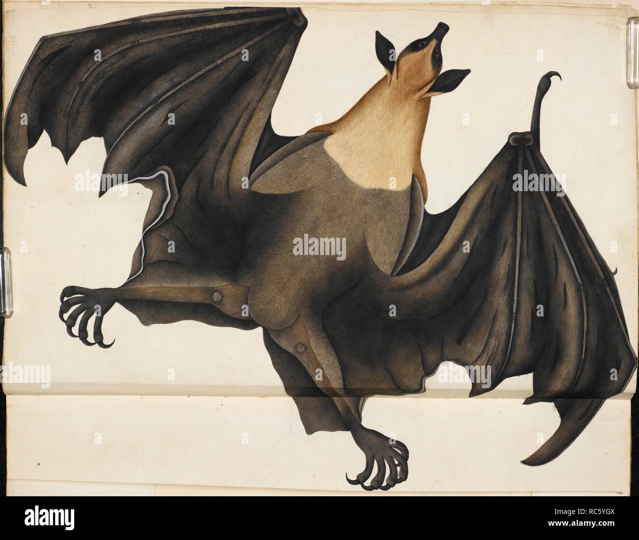 Pteropodidae family hi-res stock photography and images - Alamy