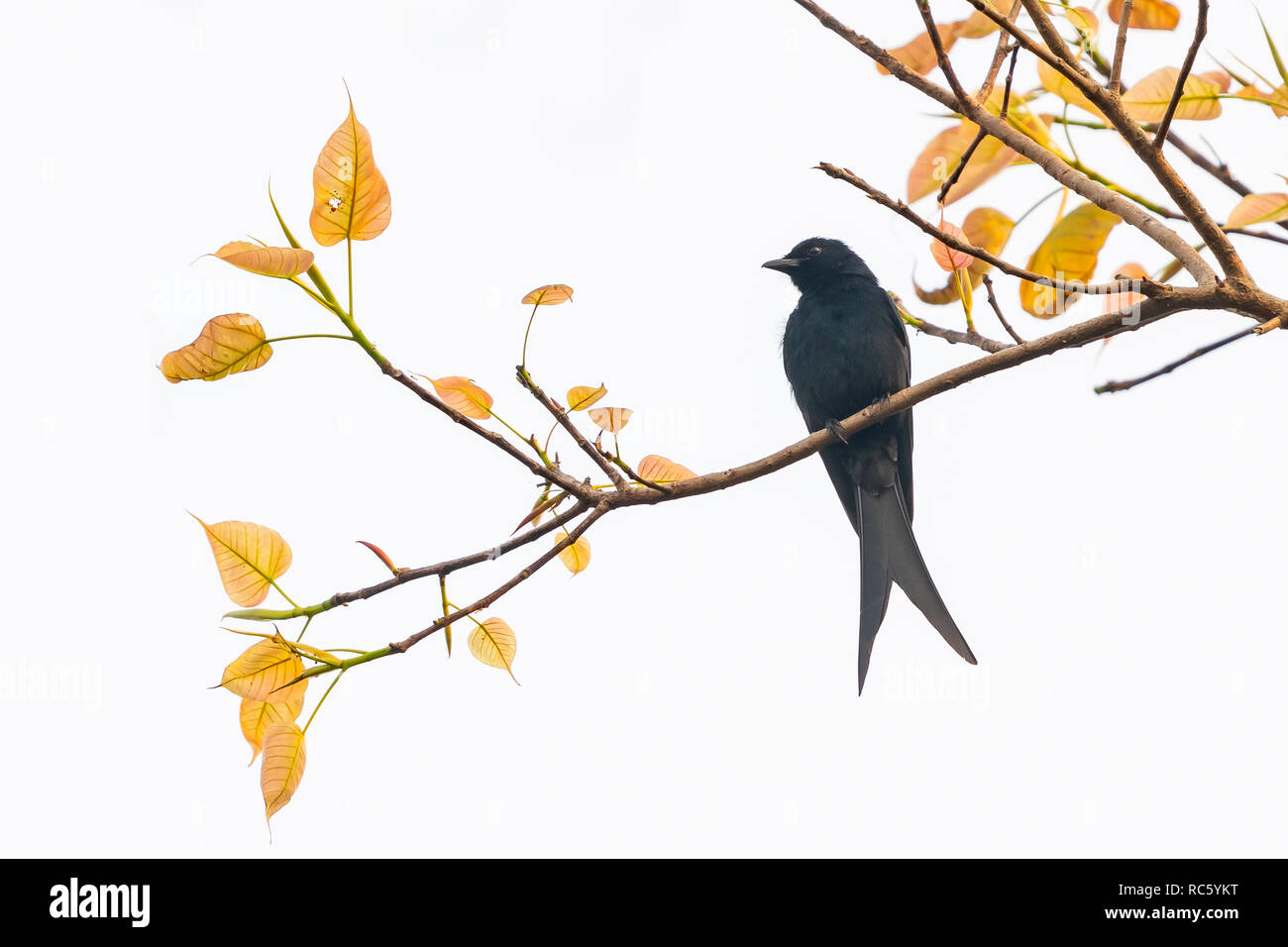 Black Drongo perching on Bo tree isolated on white background Stock ...