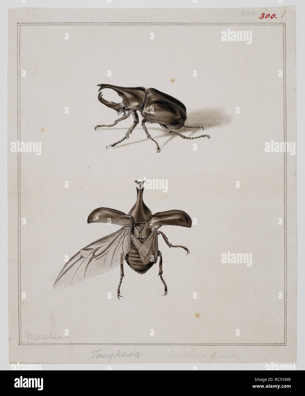 Scarabaus hi-res stock photography and images - Alamy