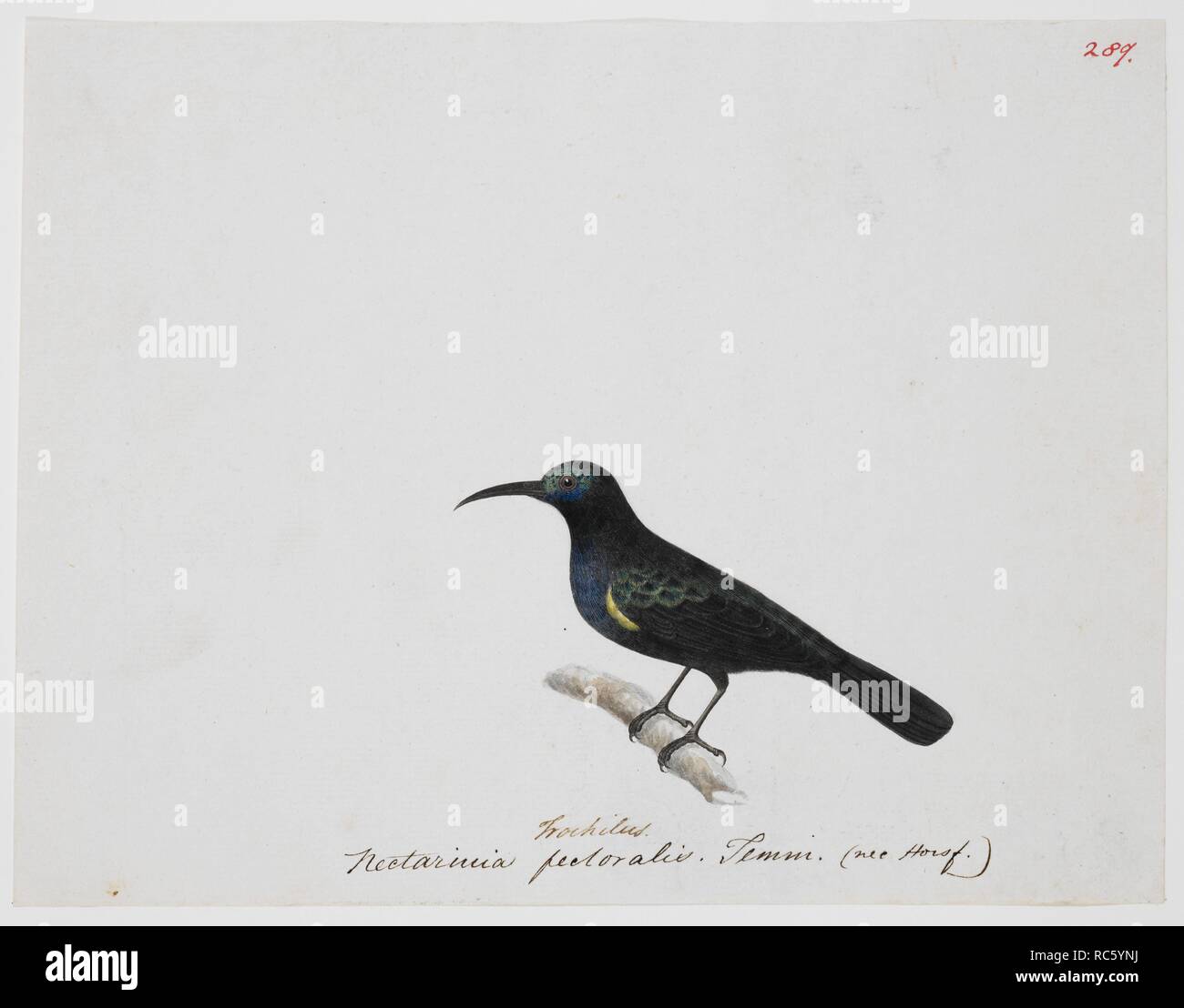 Purple Sunbird. 'Nectarinia asiaticaâ€™. Parry collection. 1807 - 1811 ...