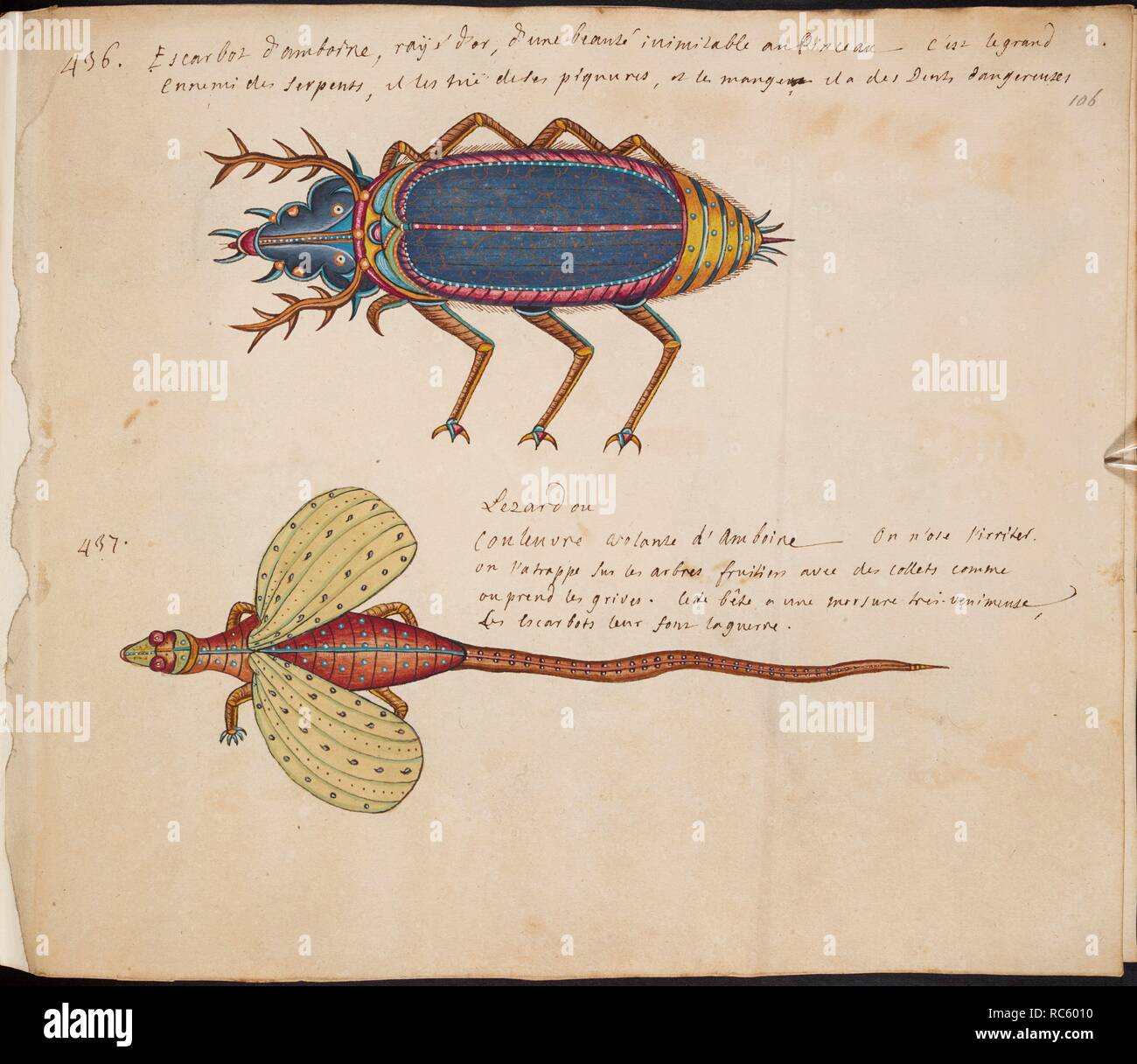 Creatures resembling aquatic insects. [A volume of painted drawings on ...