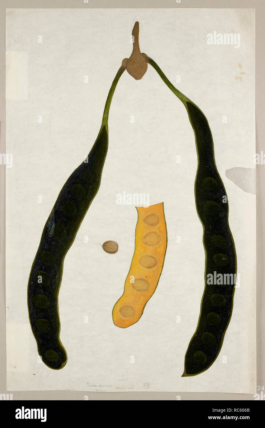 'Parkia Speclosa'. Hassak (Leguminosae). Fruit only. 1818-c.1830 ...