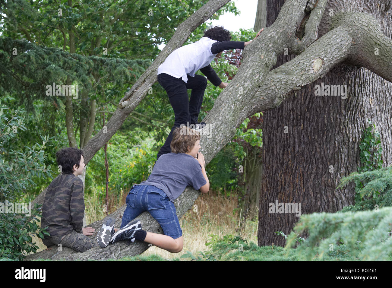 Children climbing trees in the woods Stock Photo - Alamy