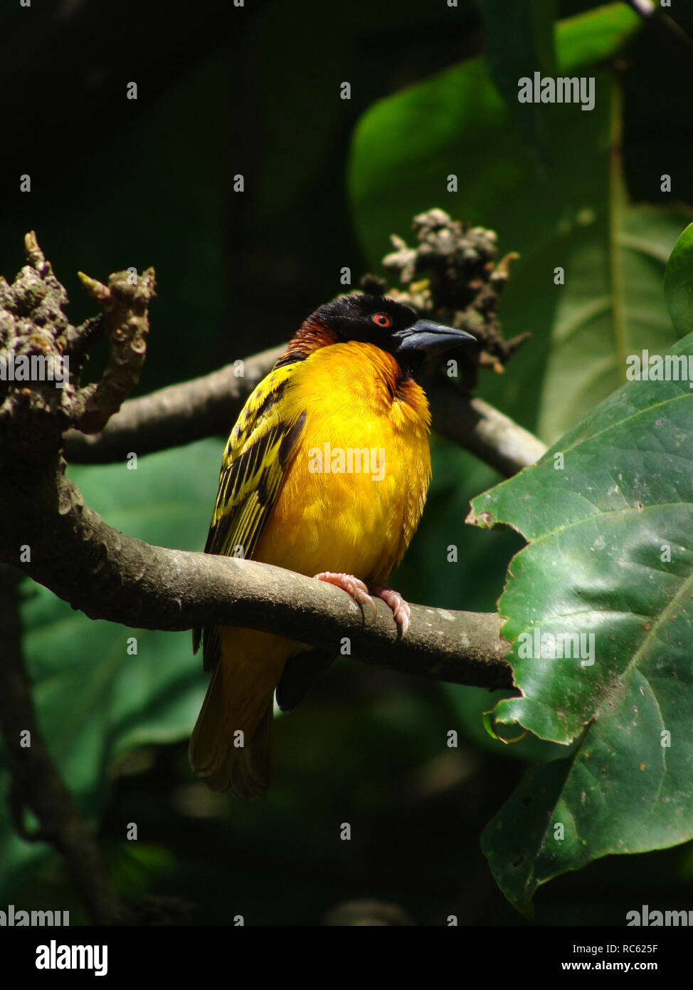 Africa animal bird colour hi-res stock photography and images - Alamy