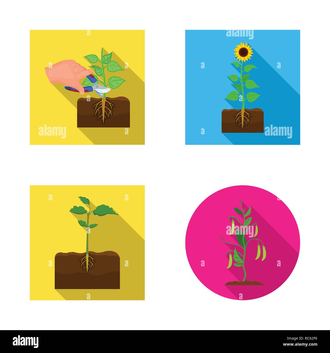 grow,root,cycle,development,seed,plant,bean,germinate,process,seedling ...