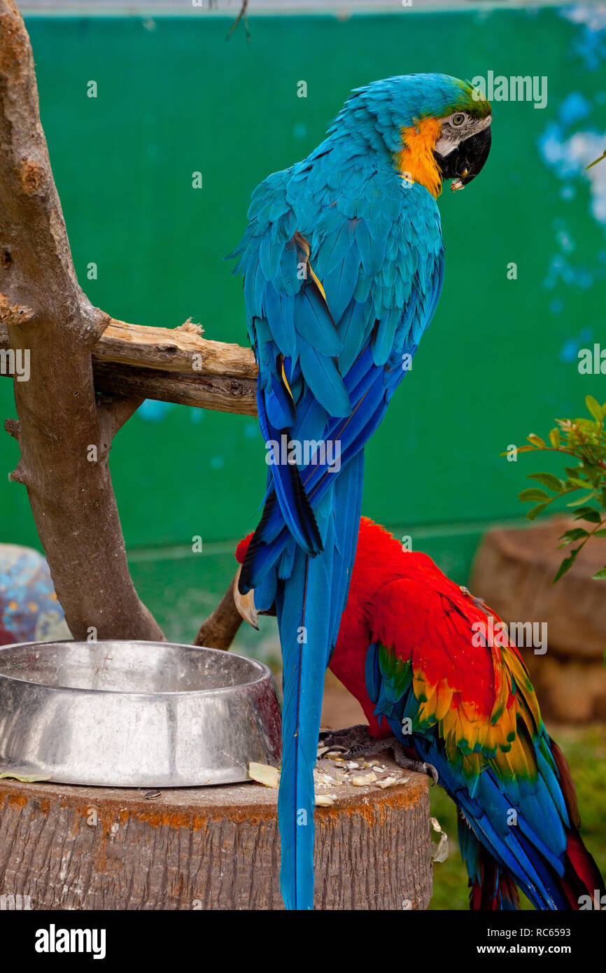 Parrot at the zoo of Lima in Peru Stock Photo - Alamy