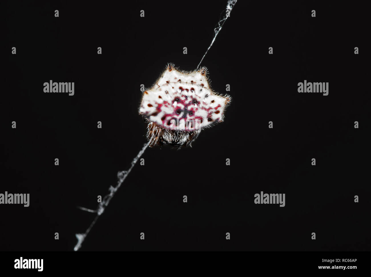 Macro Photography of Orb-Weaver Spider or Gasteracantha cancriformis ...