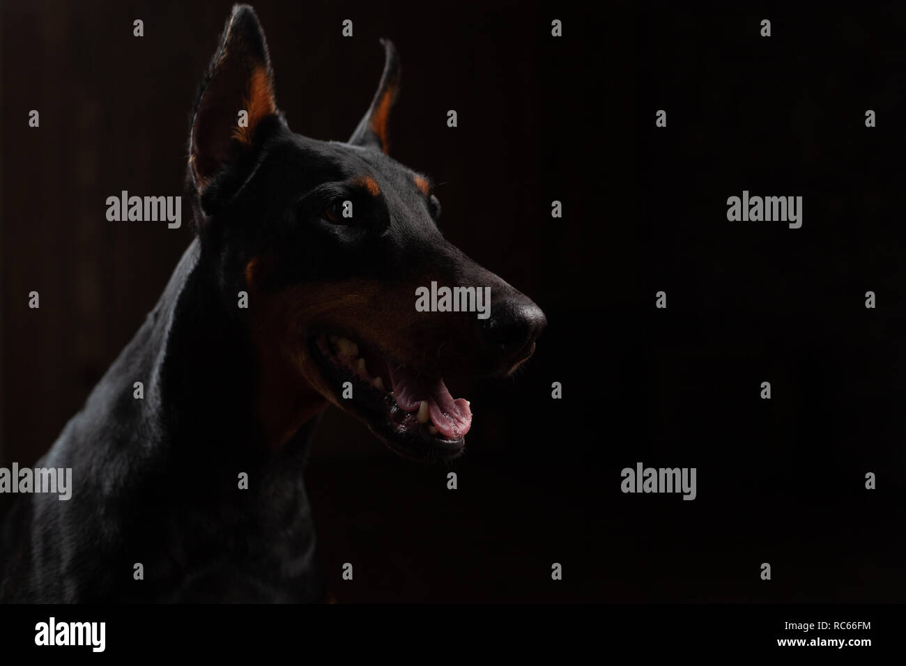 Close-up Funny Portrait of Doberman Dog with big nose Stare in Camera ...