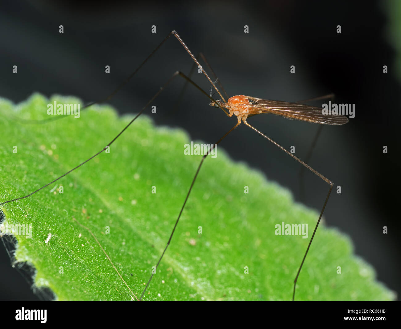 Macro Photography of Orange Crane Fly on Green Leaf Isolated on Nature ...
