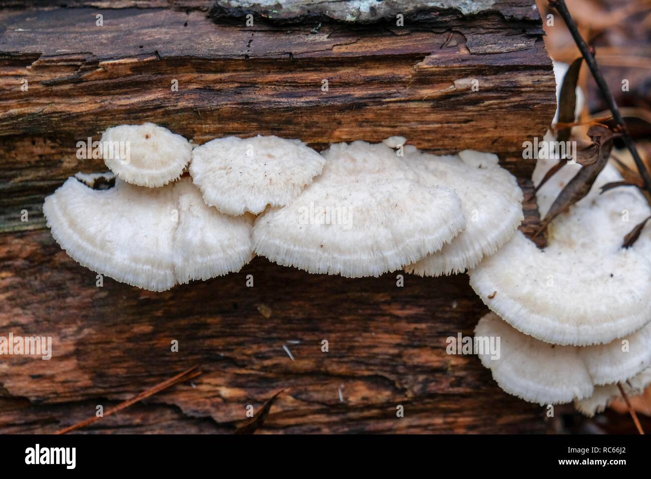 Rotten toothed hi-res stock photography and images - Alamy
