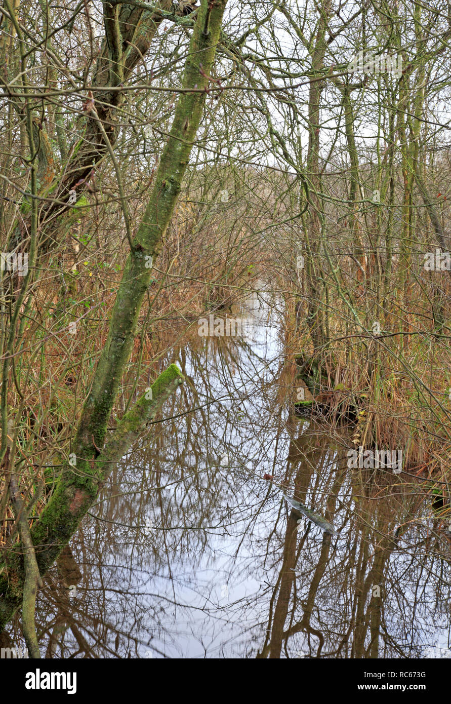 A small dyke running through alder carr by Barton Broad on the Norfolk ...