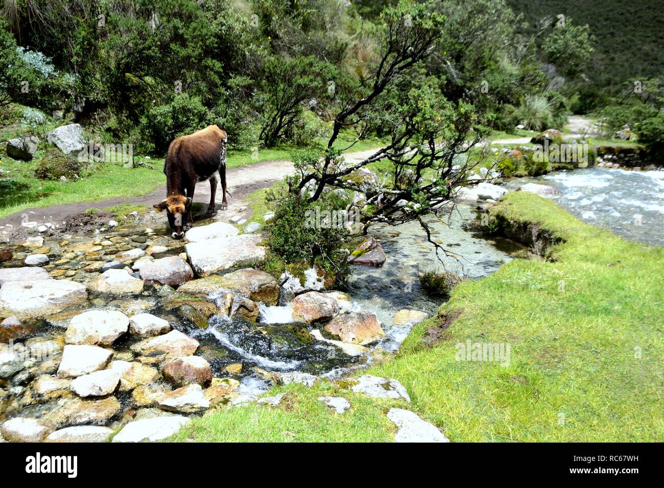 Trekking to the 69 lagoon ( Altitude: 4604 m ) - National park ...